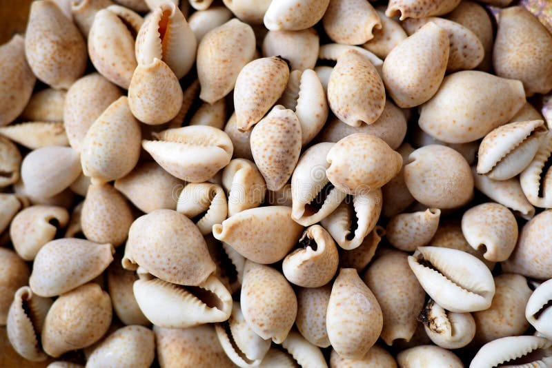 Masses of Cowrie Sea Shells Stock Photo - Image of objects, colored ...