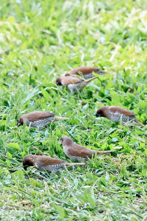Masses of Scaly-breasted Munia Finding Food on Green Grass Stock Image ...