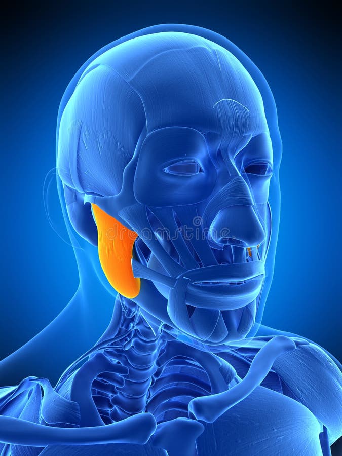 The masseter superior stock illustration. Illustration of body - 72488035