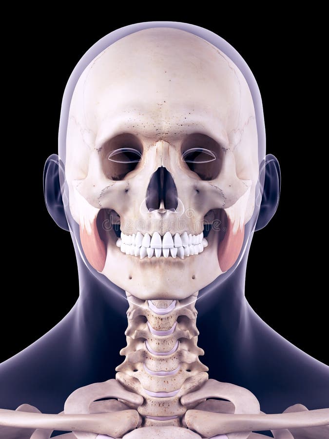 The masseter superior stock illustration. Illustration of graphic ...