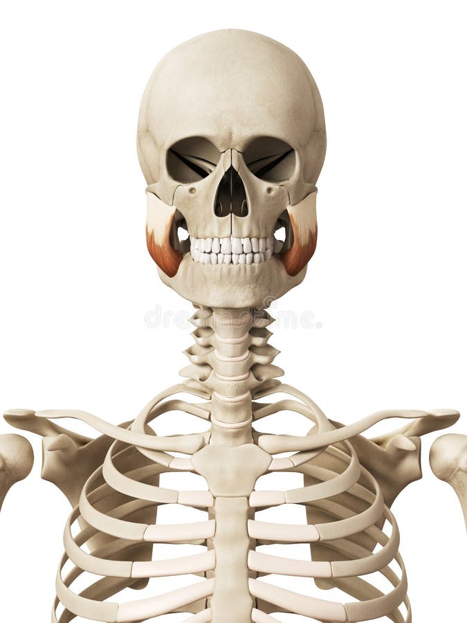 The masseter superior stock illustration. Illustration of detail - 45575657