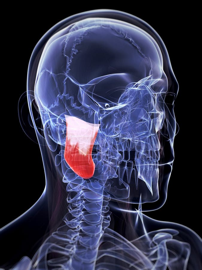 The Masseter Superior Muscle Stock Illustration - Illustration of ...