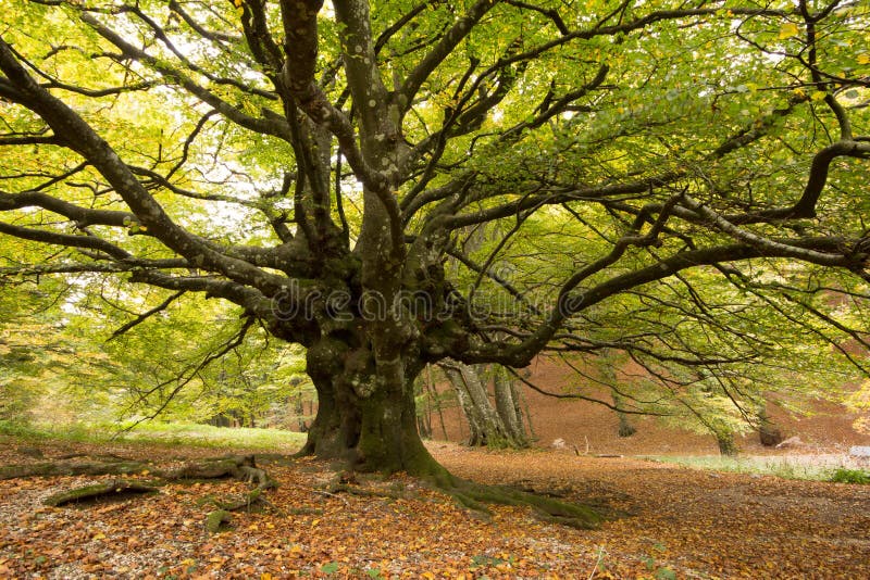 Massieve Oude Europese Beuk Stock Foto - Image of beuk, nave: 45551964
