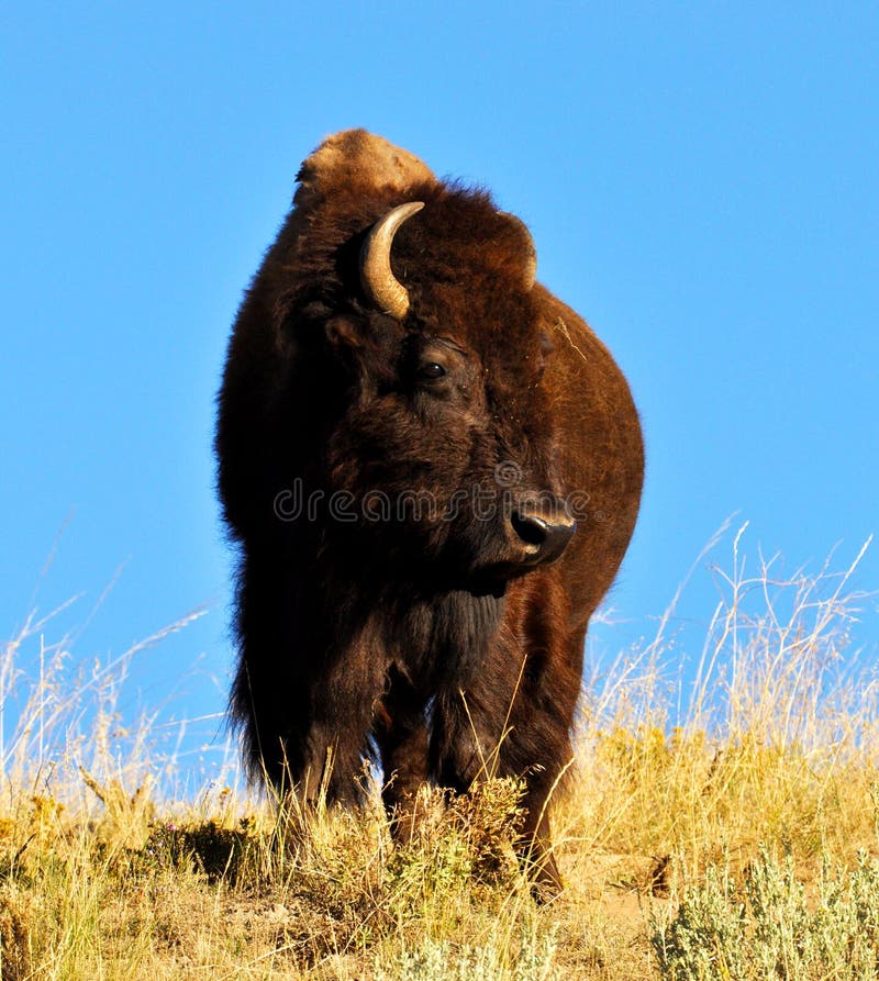 Massive American Bison Standing at Watch. Stock Photo - Image of ...