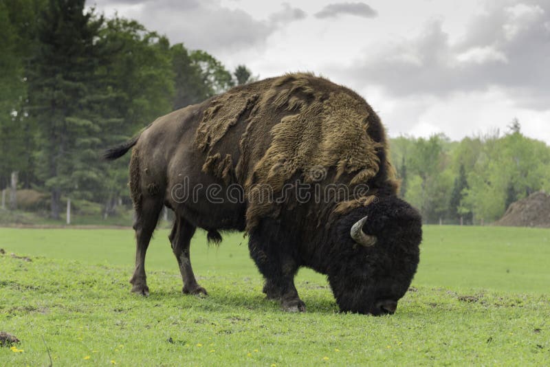 A massive American Buffalo stock photo. Image of herbivore - 41074322
