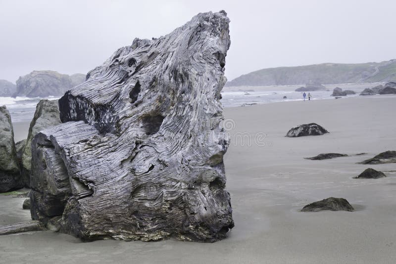 Massive Ancient Tree Stump on Ocean Beach Stock Photo - Image of trees ...
