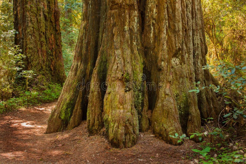 A Closeup of a Redwood Tree at Jedadiah Smith State Park Stock Photo ...