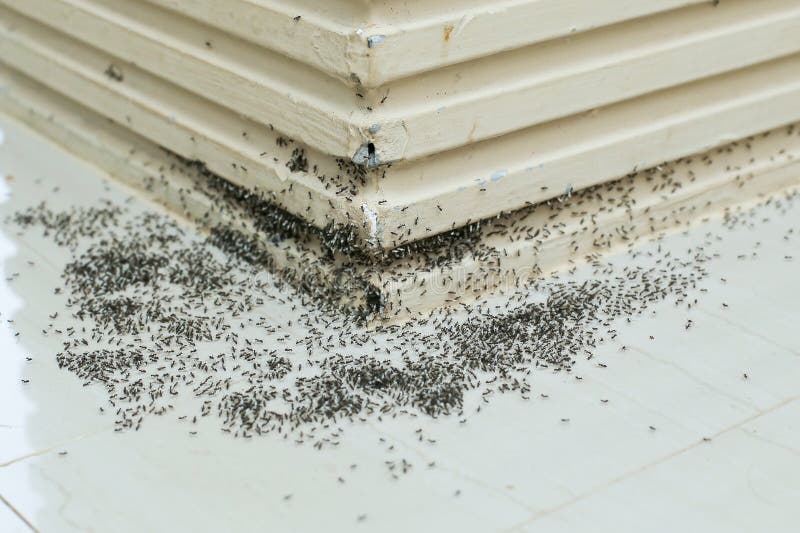 Massive Ant Infestation Stock Photos - Free & Royalty-Free Stock Photos ...