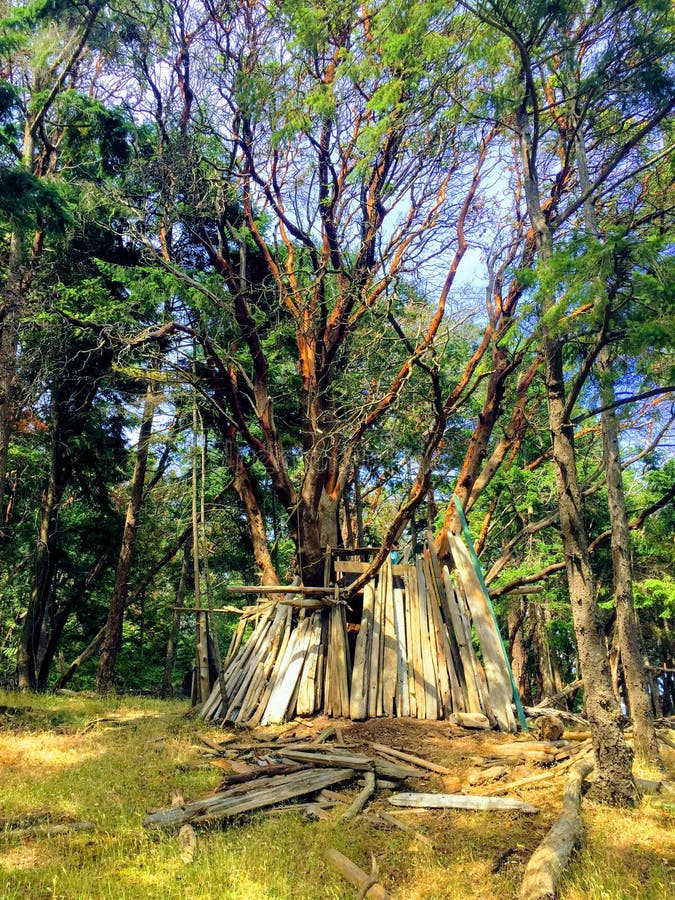 Massive Arbutus Tree Sheltering a Man Made Tree Fort Built of Dr Stock ...