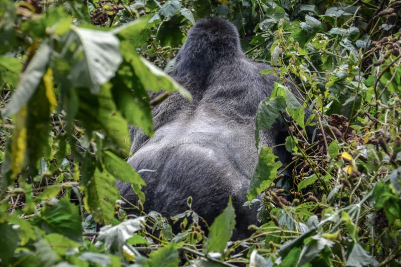 Massive Backside of the Silverback Mountain Gorilla Stock Image - Image ...