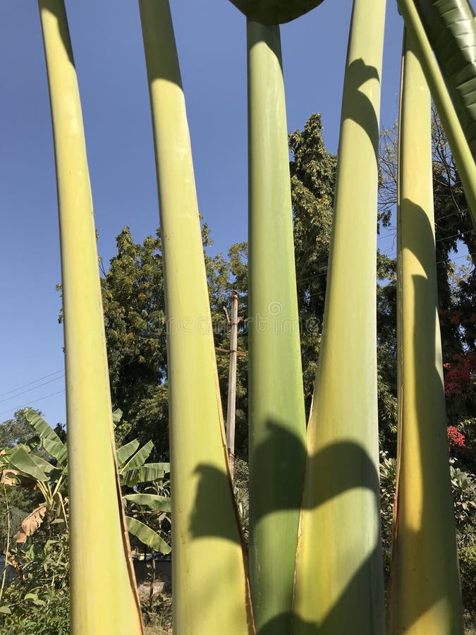 Banana stem texture stock image. Image of drop, organic - 36651903