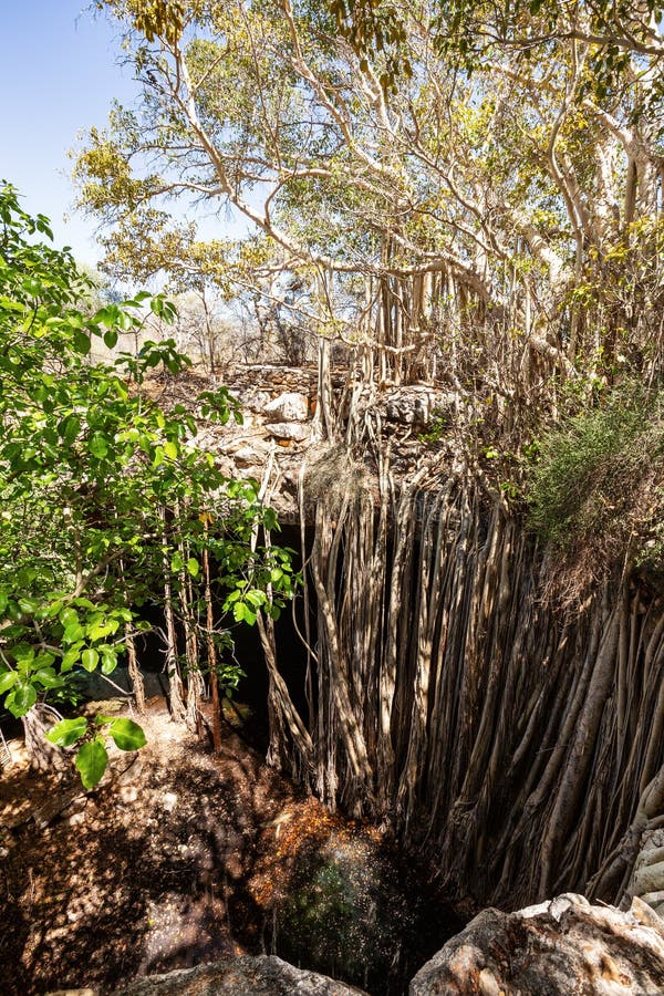 Massive Banyan Fig at Sinkhole,Tsimanampetsotsa National Park ...