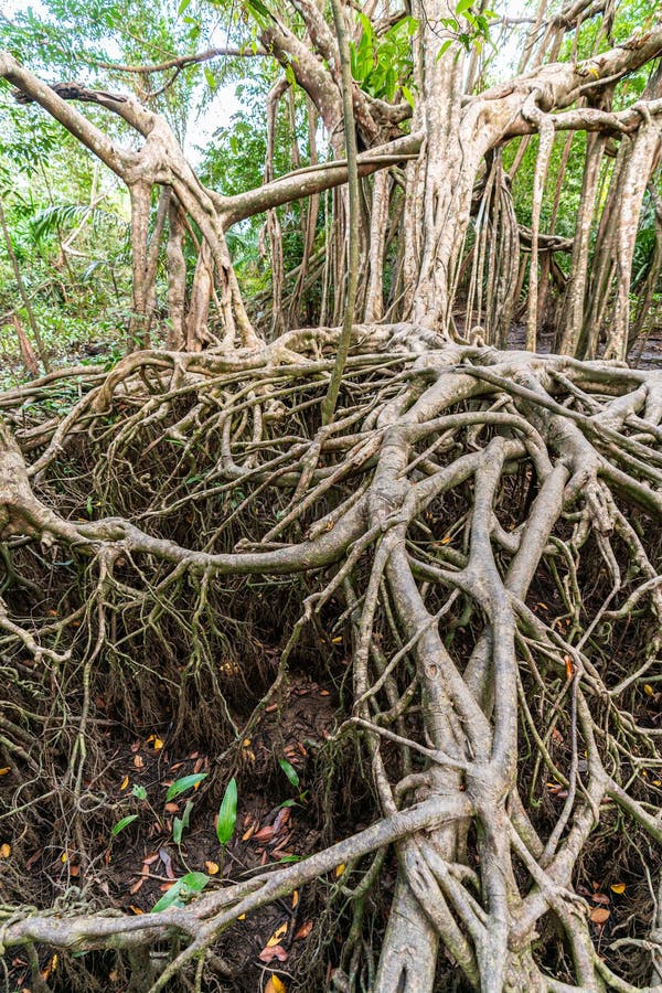 Massive Banyan Tree Root System in Rain Forest, Sang Nae Canal Phang ...