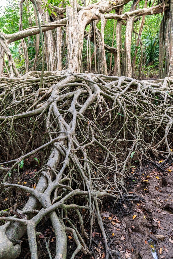Massive Banyan Tree Root System in Rain Forest, Sang Nae Canal Phang ...