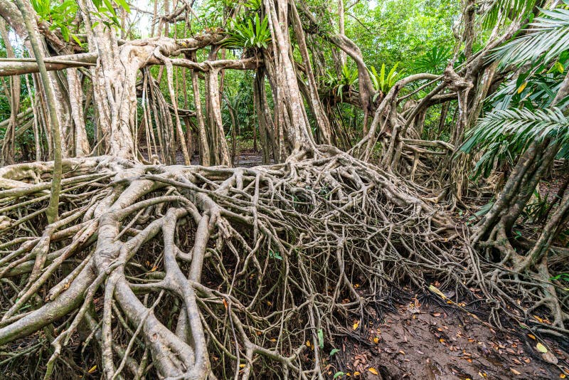 Massive Banyan Tree Root System in Rain Forest, Sang Nae Canal Phang ...