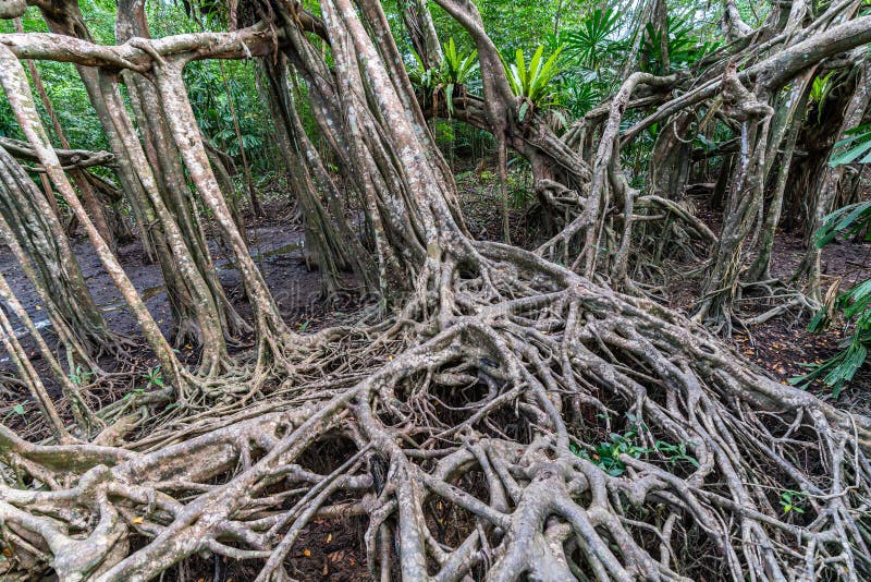 Massive Banyan Tree Root System in Rain Forest, Sang Nae Canal Phang ...