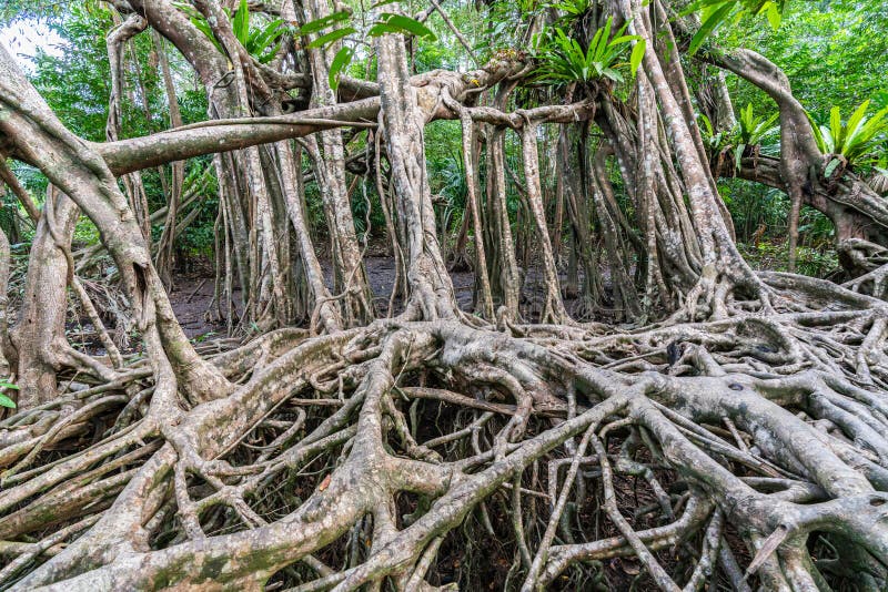 Sub Tropical Root System