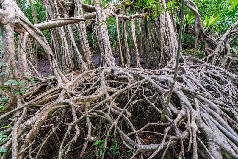 Massive Banyan Tree Root System in Rain Forest, Sang Nae Canal Phang ...