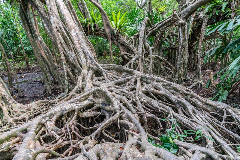 Massive Banyan Tree Root System in Rain Forest, Sang Nae Canal Phang ...