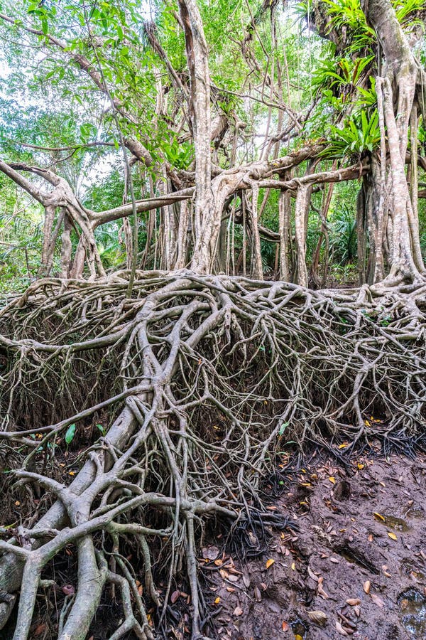 Massive Banyan Tree Root System in Rain Forest, Sang Nae Canal Phang ...