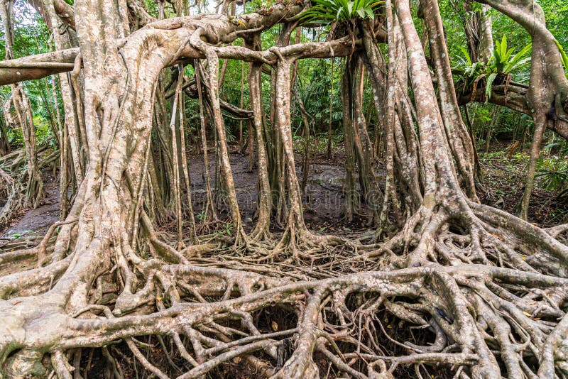 Massive Banyan Tree Root System in Rain Forest, Sang Nae Canal Phang ...