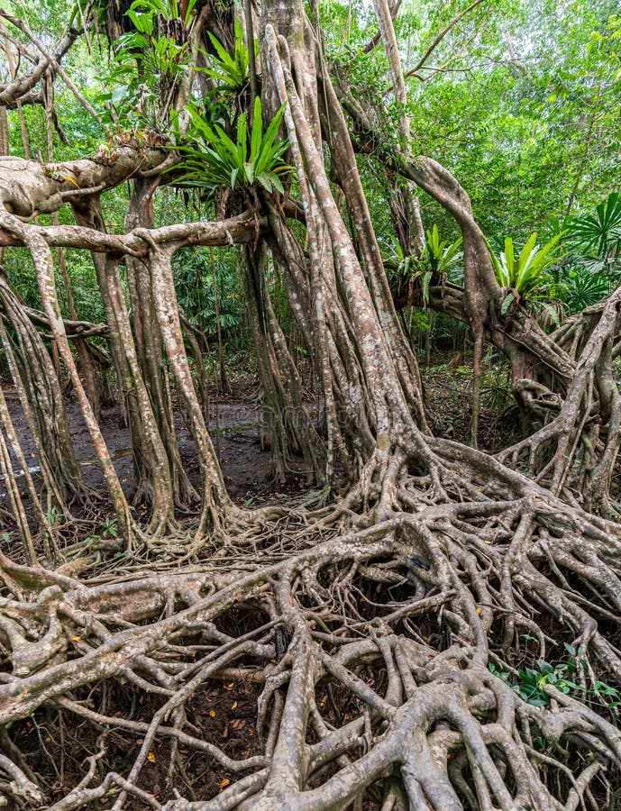 Sub Tropical Root System
