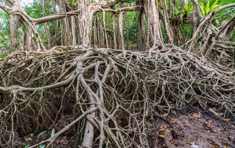 Massive Banyan Tree Root System in Rain Forest, Sang Nae Canal Phang ...