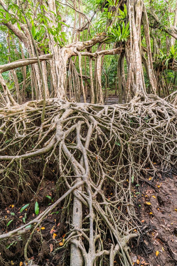 Massive Banyan Tree Root System in Rain Forest, Sang Nae Canal Phang ...
