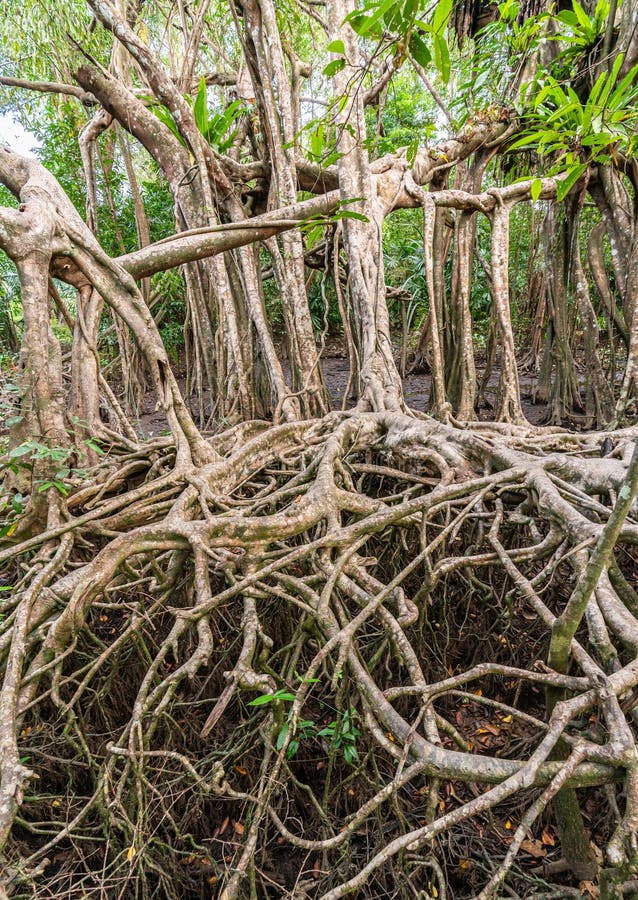 Massive Banyan Tree Root System in Rain Forest, Sang Nae Canal Phang ...