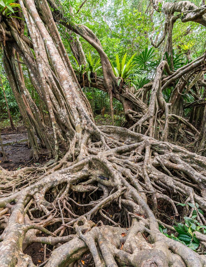 Massive Banyan Tree Root System in Rain Forest, Sang Nae Canal Phang ...