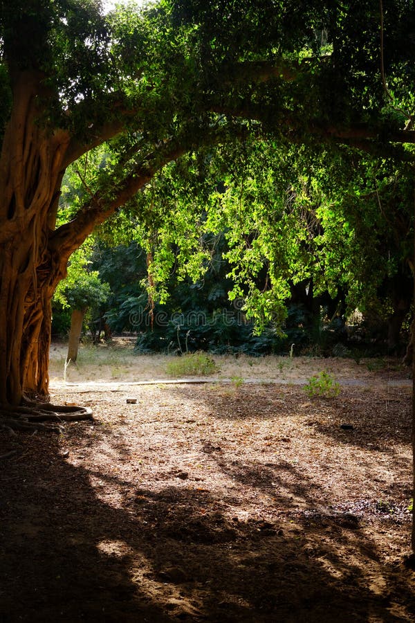 Massive Banyan Tree with Thick Aerial Roots and Arching Limb Forming a ...