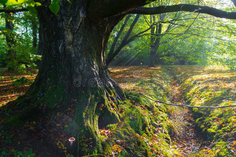 Massive beech tree stock photo. Image of extended, root - 101094088