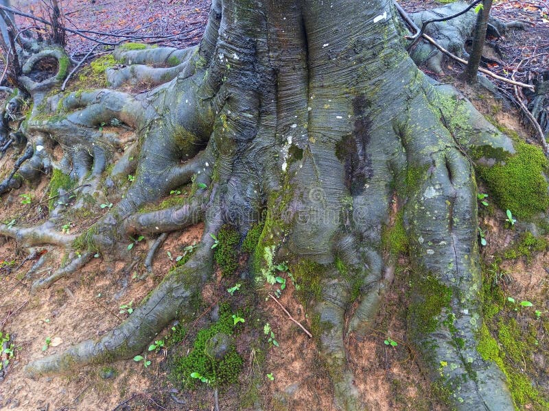 Nature Relief. Beech Root. Abstract Nature. Background Nature. Stock ...