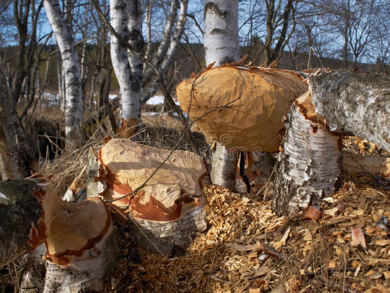 Massive Birch Trees Felled by the Beaver Stock Photo - Image of damage ...