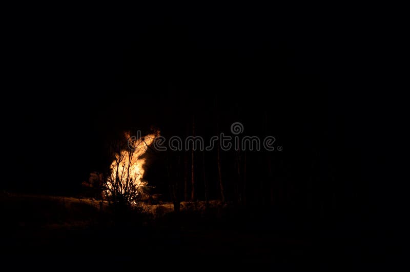 Massive Bonfire in Winter Night Birch Tree Forest Stock Image - Image ...