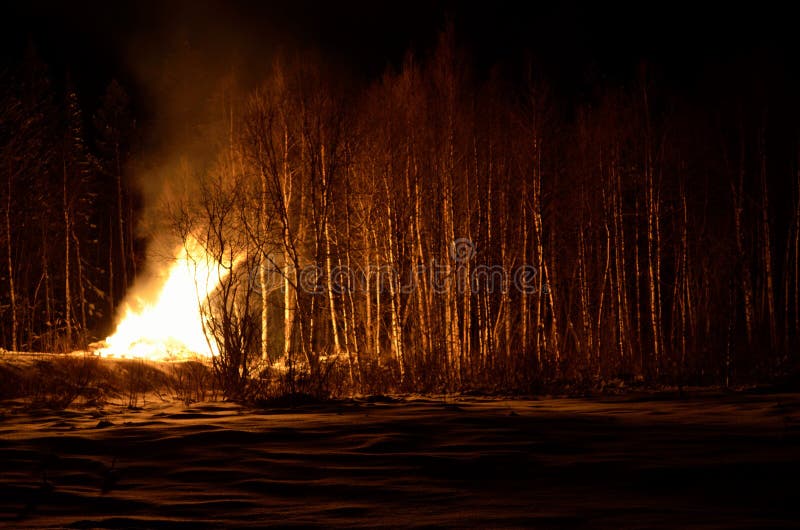 Massive Bonfire in Winter Night Birch Tree Forest Stock Photo - Image ...