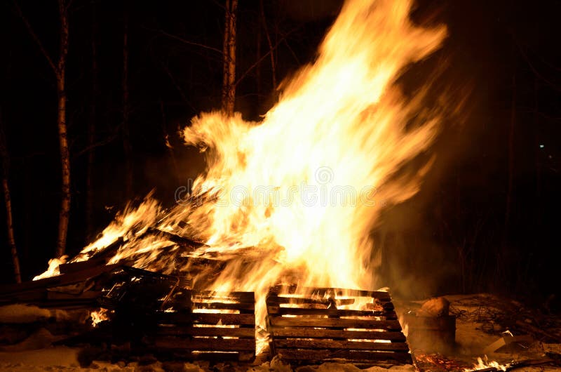 Massive Bonfire in Winter Night Birch Tree Forest Stock Image - Image ...