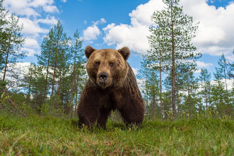 Massive Brown Bear Wide Angle View in the Forest with Blue Sky and ...
