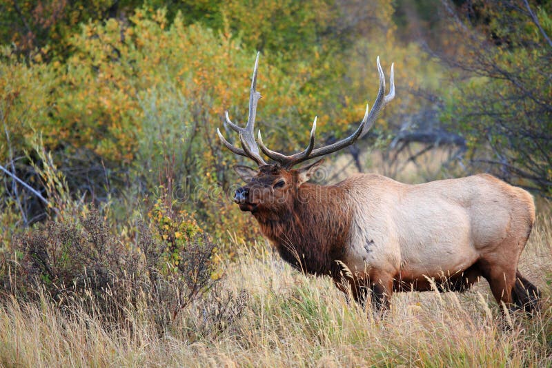 Massive Bull Elk stock image. Image of colorado, canadensis - 17074107