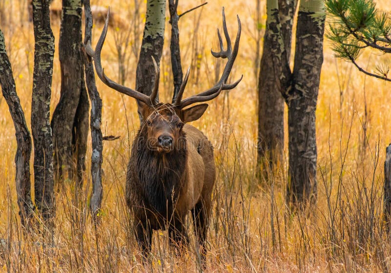 A Massive Bull Elk with Grass on Face Stock Photo - Image of aggressive ...
