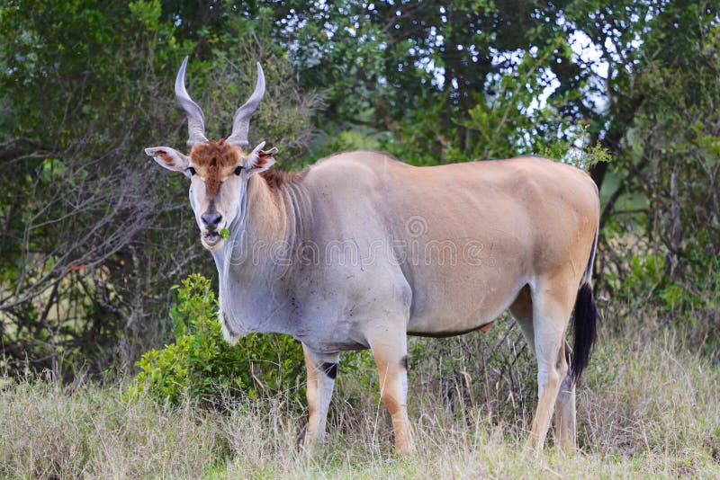 Massive Cape Eland Addo Elephant Stock Photos - Free & Royalty-Free ...