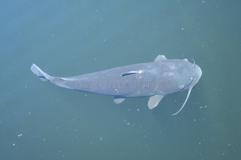Big ole cat fish stock image. Image of massive, pond - 291708933