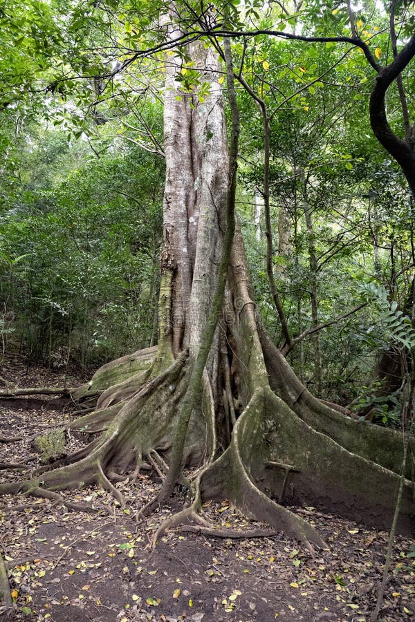 Massive Centuries-old Trees in a Tropical Forest. Costa Rica Stock ...