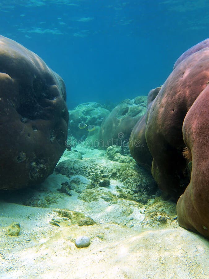 Massive Coral Head on the Reef Stock Photo - Image of honduras, marine ...