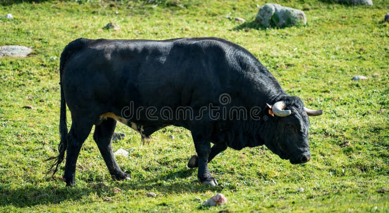 Massive Dark Black Bull Profile View Over the Grass Stock Photo - Image ...