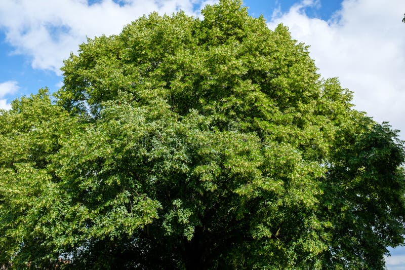 547 Rounded Tree Structure Stock Photos - Free & Royalty-Free Stock ...