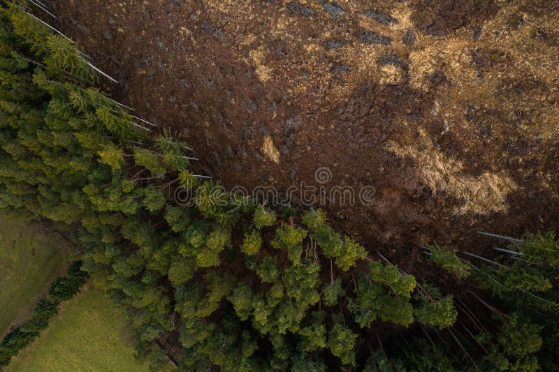 Massive Deforestation. Aerial View of a Forest with a Lot of Trees that ...
