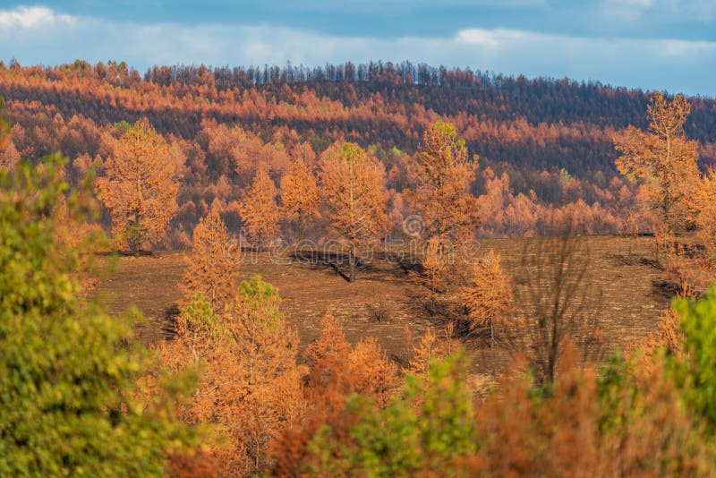 Massive Disaster of Burnt Forest after the Fire Stock Photo - Image of ...