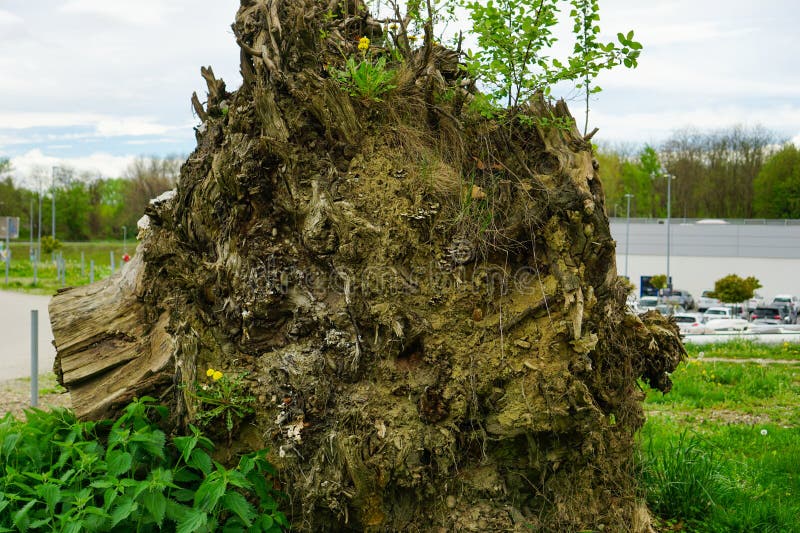 Massive Fallen Tree Stump with Exposed Root System Lying on Ground in ...
