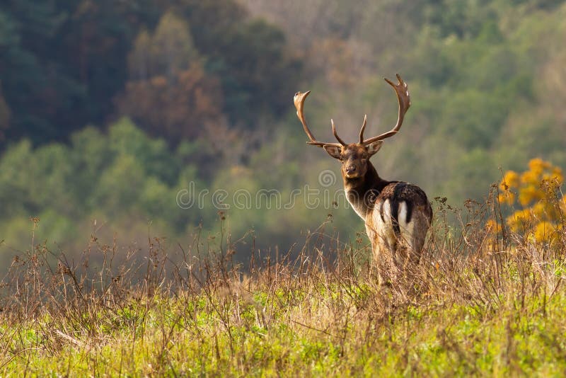 Alert Fallow Deer Stag with Growing Antlers Covered in Velvet Looking ...